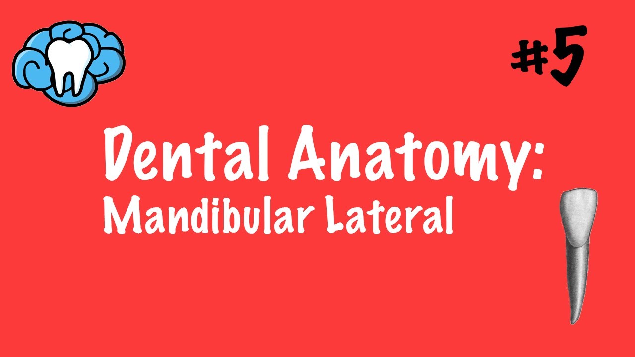 Dental Anatomy | Mandibular Lateral Incisor | INBDE - YouTube