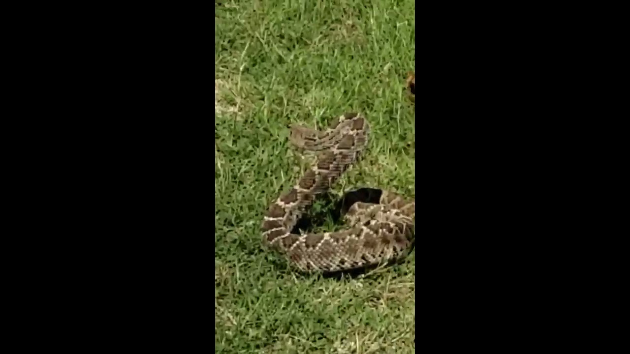 How to Catch a Diamondback Rattlesnake with a Fishing Pole Under 3 ...