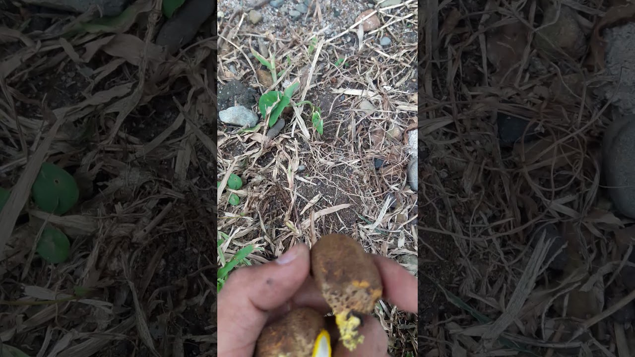 #obat_tradisional jamur racun - YouTube