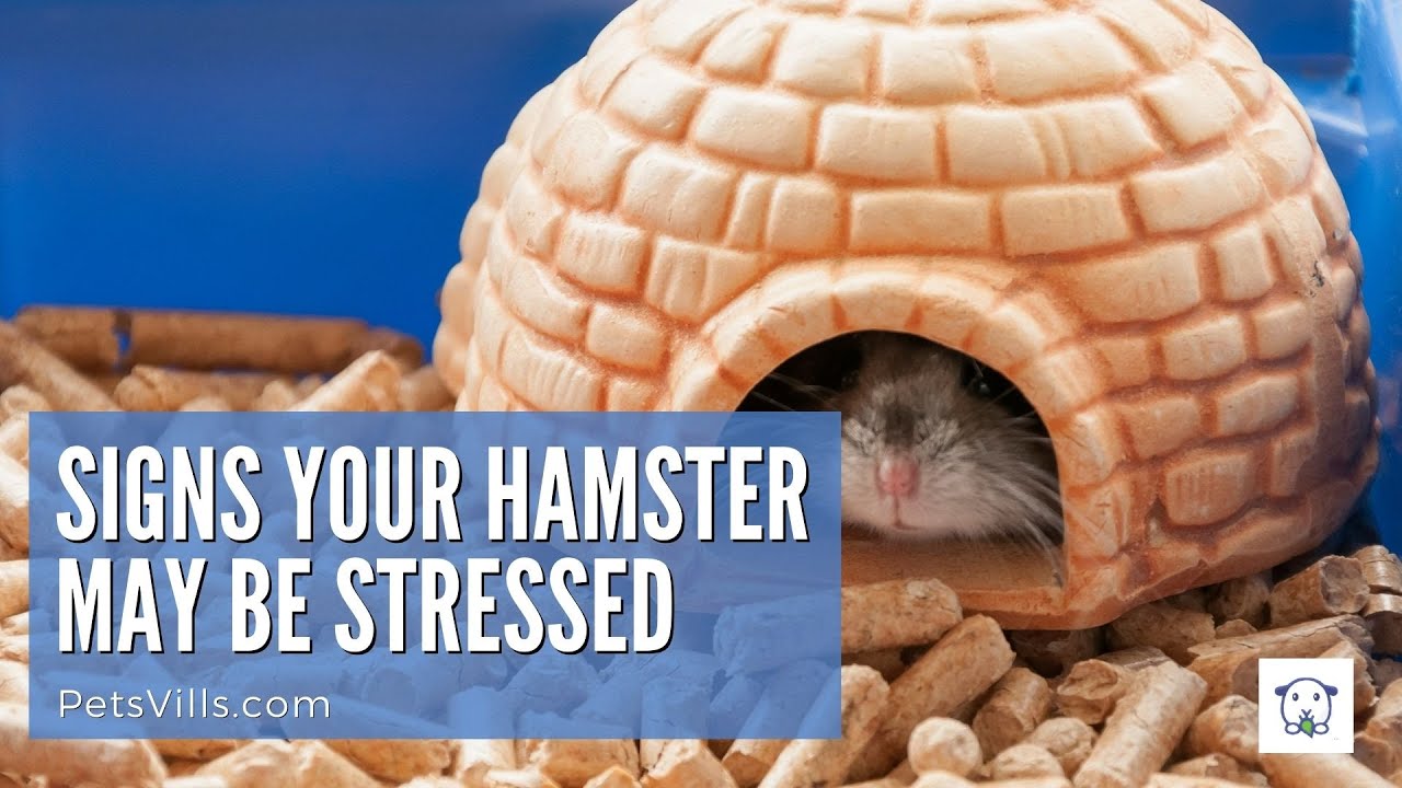 Signs Your Hamster May Be Stressed - YouTube