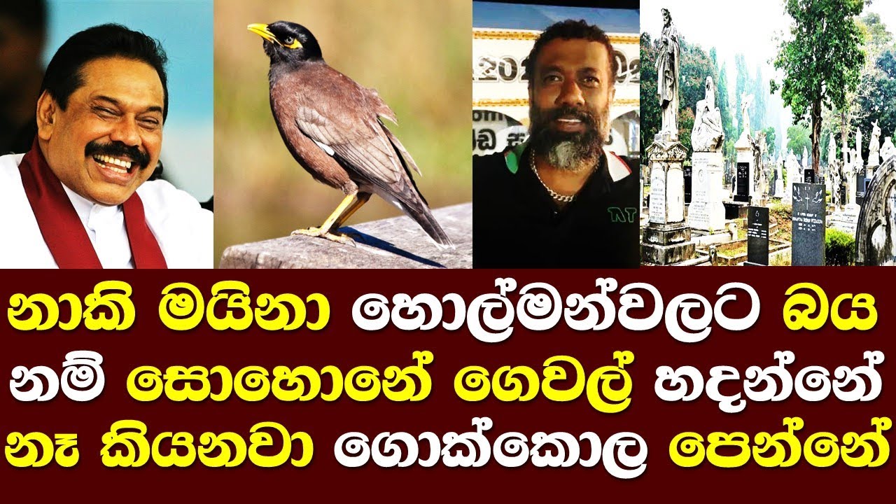 නාකි මයිනා කියනවා හොල්මන්වලට බයනම් සොහොනේ ගෙවල් හදන්නේ නෑ කියලා ...