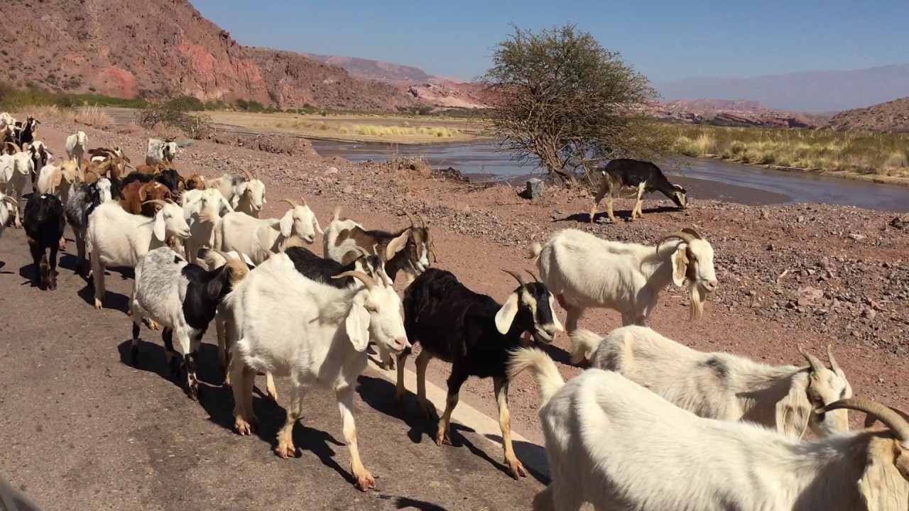 Pastoreo de cabras en Cafayate, salta - YouTube
