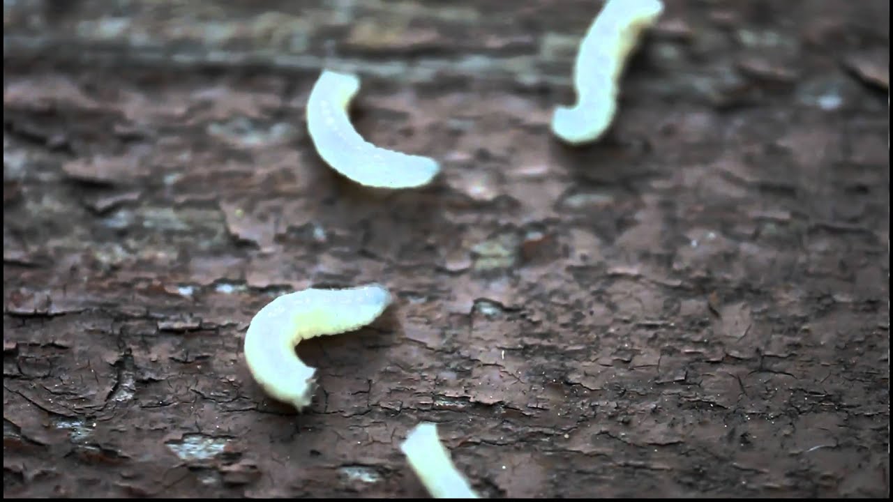 Macro Video of Maggots - YouTube