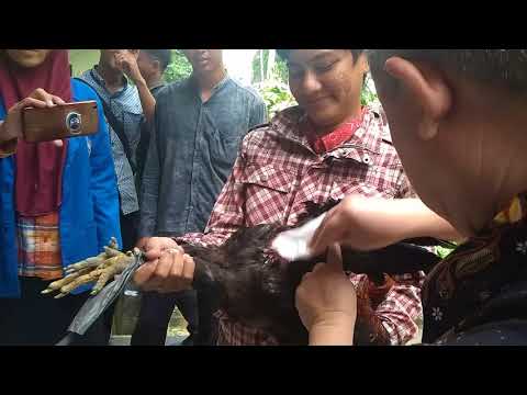 PROSES PENGOLEKSIAN SPERMA AYAM