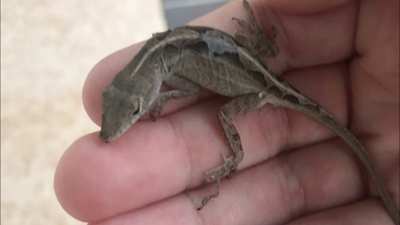I saved a lizard from drowning we became friends - YouTube