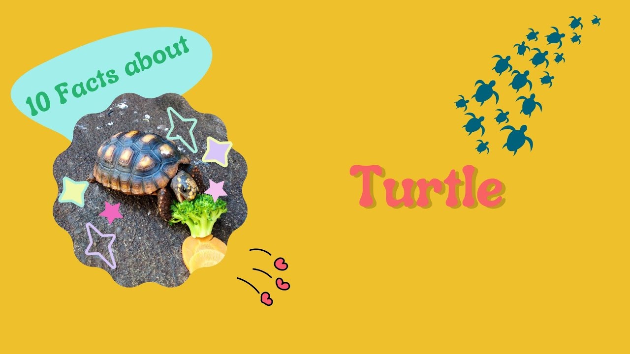 Turtle Tales: 10 Amazing Facts You Need to Know! - YouTube