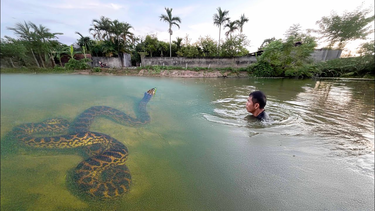 Man Faces a GIANT Water Python Beneath the Surface – Terrifying ...