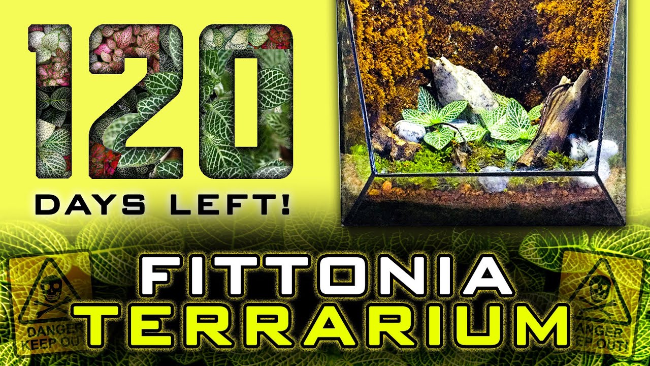 Fittonia terrarium after 120 days! Secrets To Growing Amazing Fittonias ...