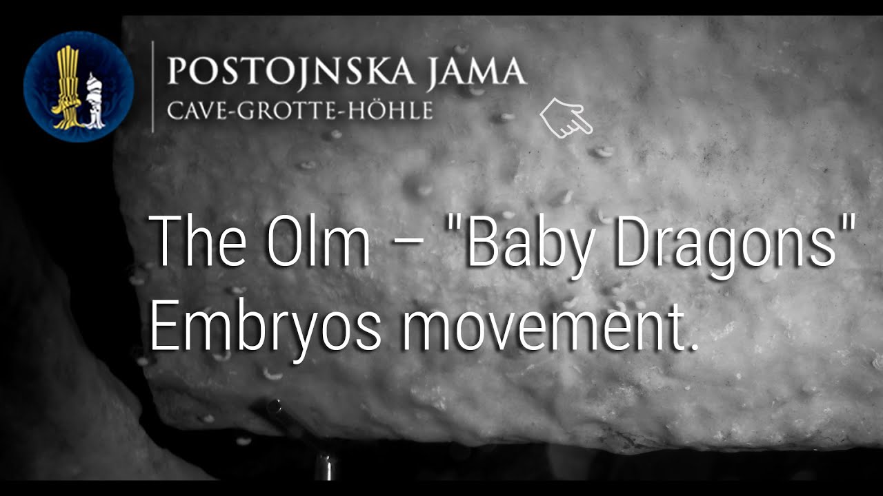 The Olm – "Baby Dragons" Embryos movement, Postojna Cave - YouTube