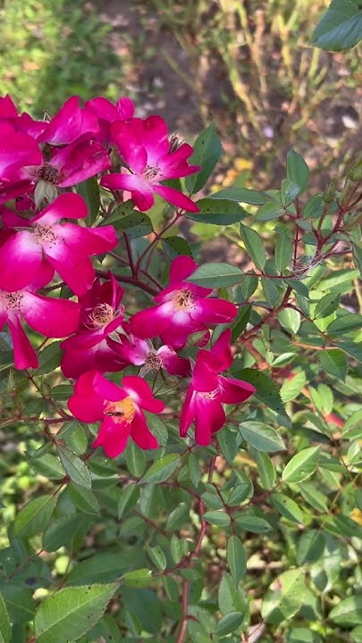 Мускусная Роза Гран-Дюк Жан Rosa Grand-Duc Jean - YouTube