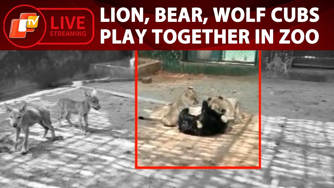 🔴Video Of Lion, Bear, Wolf Cubs Playing In Nandankanan Zoo In Bhubaneswar, Odisha - YouTube