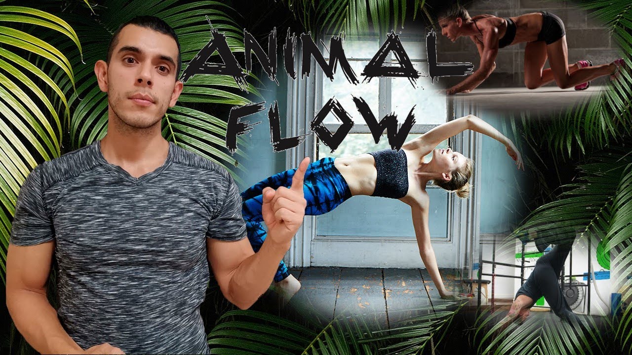 Animal flow - Movimientos básicos ¿Por qué esta en tendencia? - YouTube