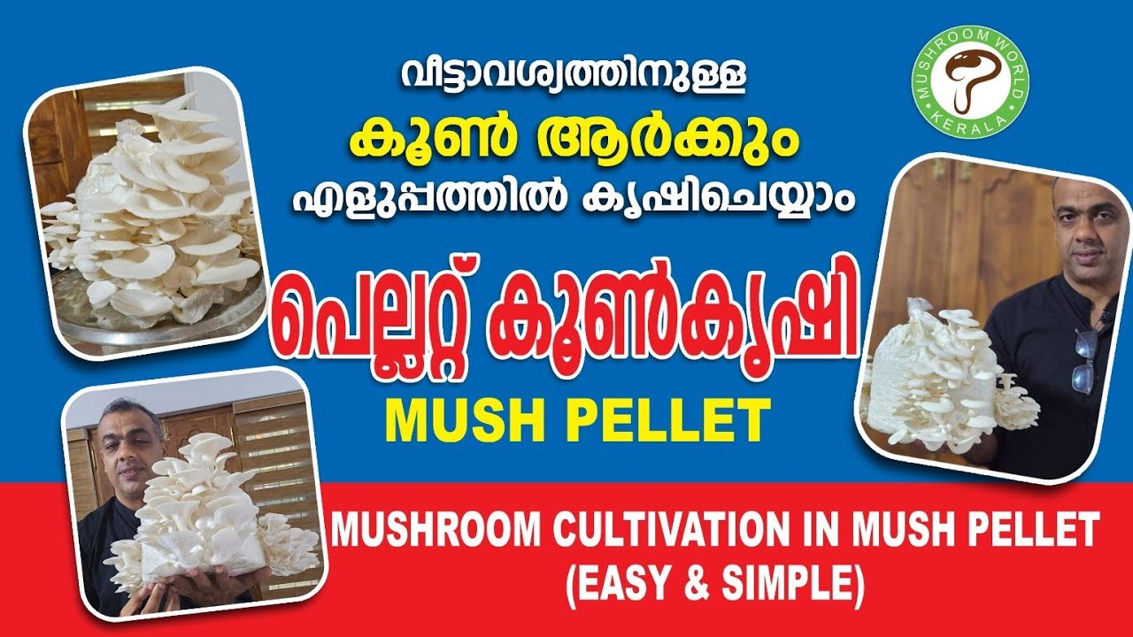 #mushroom pellet# പെല്ലറ്റ് കൂൺ കൃഷി # Mush pellet# Mushroom world ...