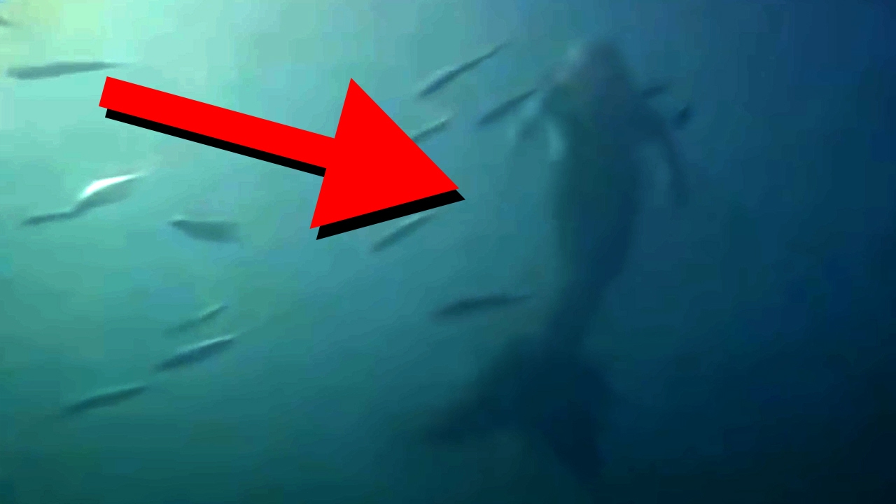 Sirenas De La Vida Real Encontradas Con Vida