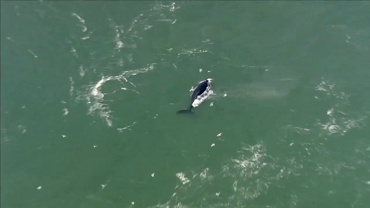 Whales under the Golden Gate Bridge - YouTube