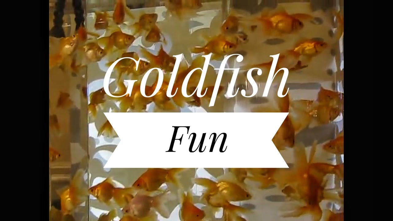 Goldfish Fun - YouTube