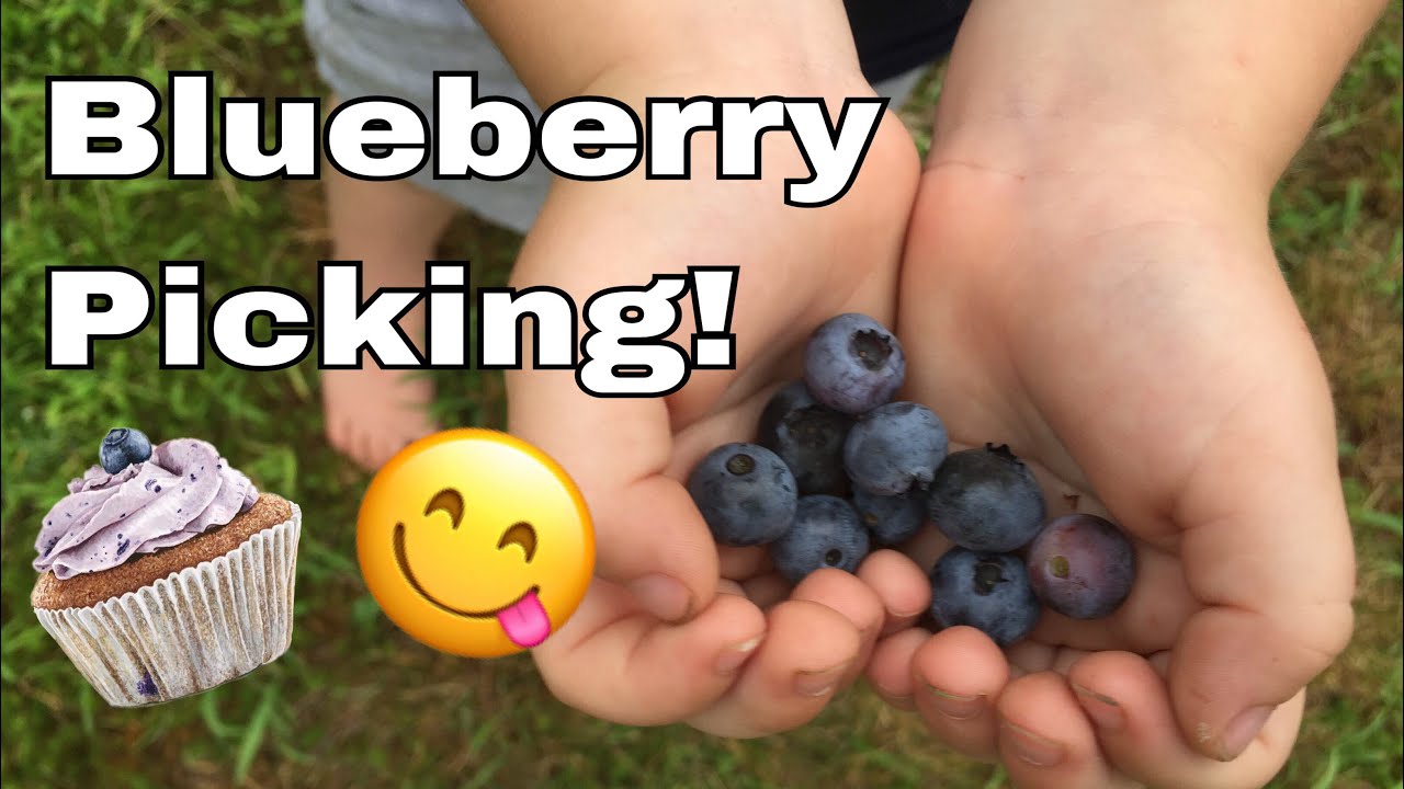 Blueberry picking with the kiddos! - YouTube