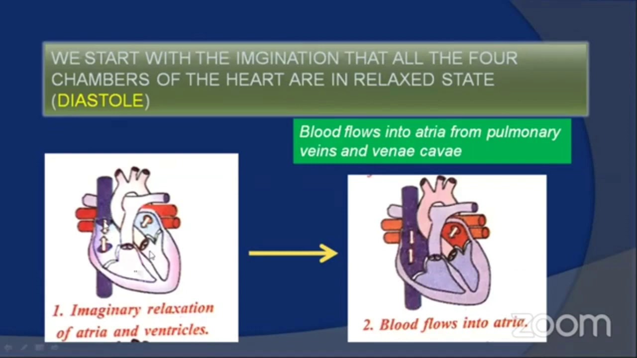 WORKING OF HEART - YouTube