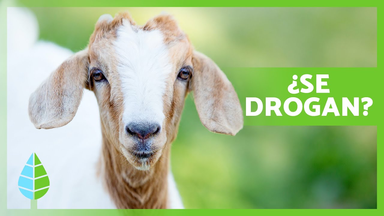 7 ANIMALES que se DROGAN 🐐🪰 ¿Cómo lo hacen? - YouTube
