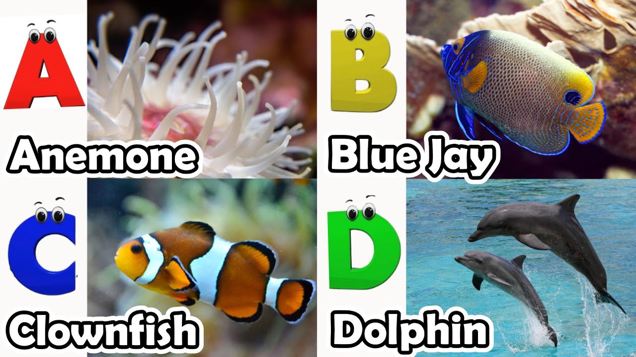 ABC phonics animals | ABC Sea Animals song | English and Animals for ...