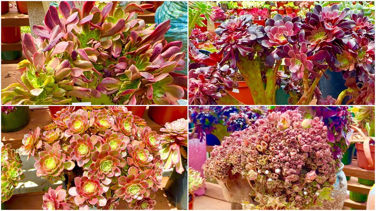 🇺🇸🪴New Korean succulent Mới Về Nhiều cây đẹp ở Mimi Nursery, Tiệm Lớn ...