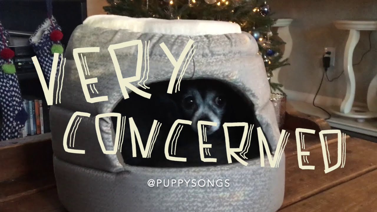 Very Concerned - Extended [OFFICIAL] by Puppy Songs - YouTube