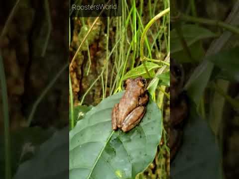 Jamaican Laughing Frog: Forest Specialist - YouTube