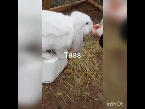 Rabbit tricks - YouTube