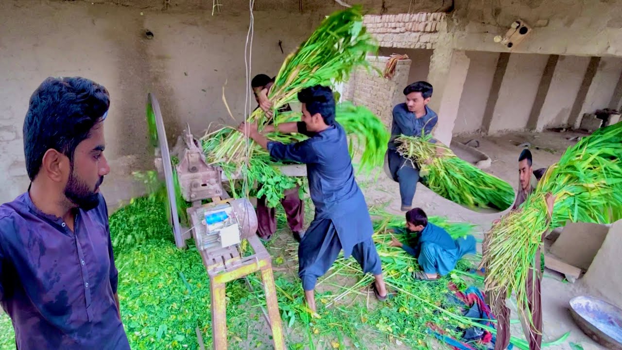 Barish Any Sy Pahyly Kam Jaldi Sy Kiya Hy..! 😍😍Dihat Ka Shahzada. - YouTube