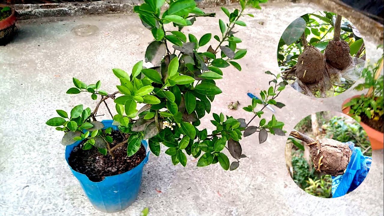 How to grow pati lemon plant in a pot, Pati lemon plant planting and ...