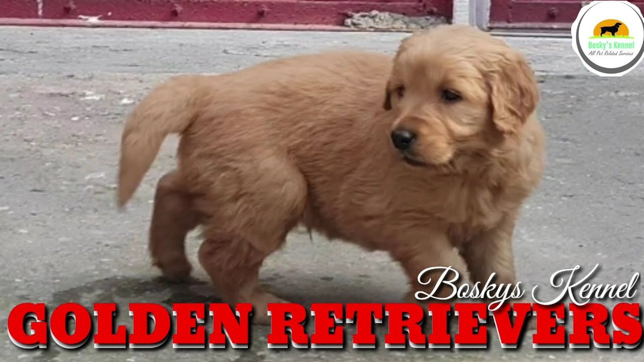 Golden Retrievers Deep Golden & Light Cream Puppies from Boskys Kennel ...
