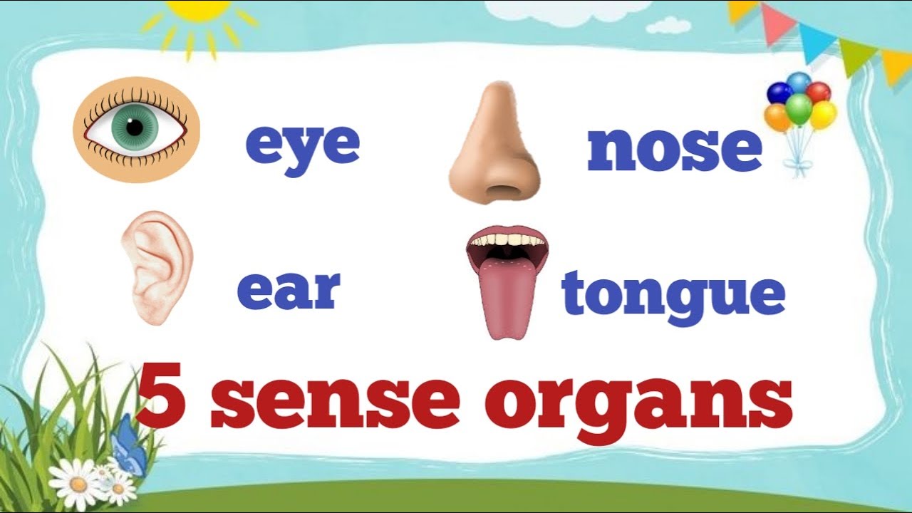 Sense organs/name of 5 sense organ/ #senseorgans with spelling - YouTube