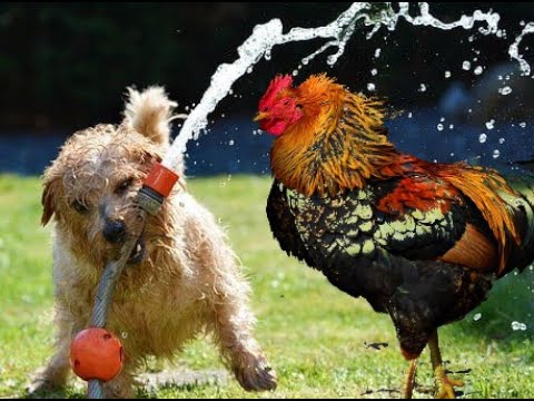 funny Rooster chasing Dog | funniest Animal Video - YouTube