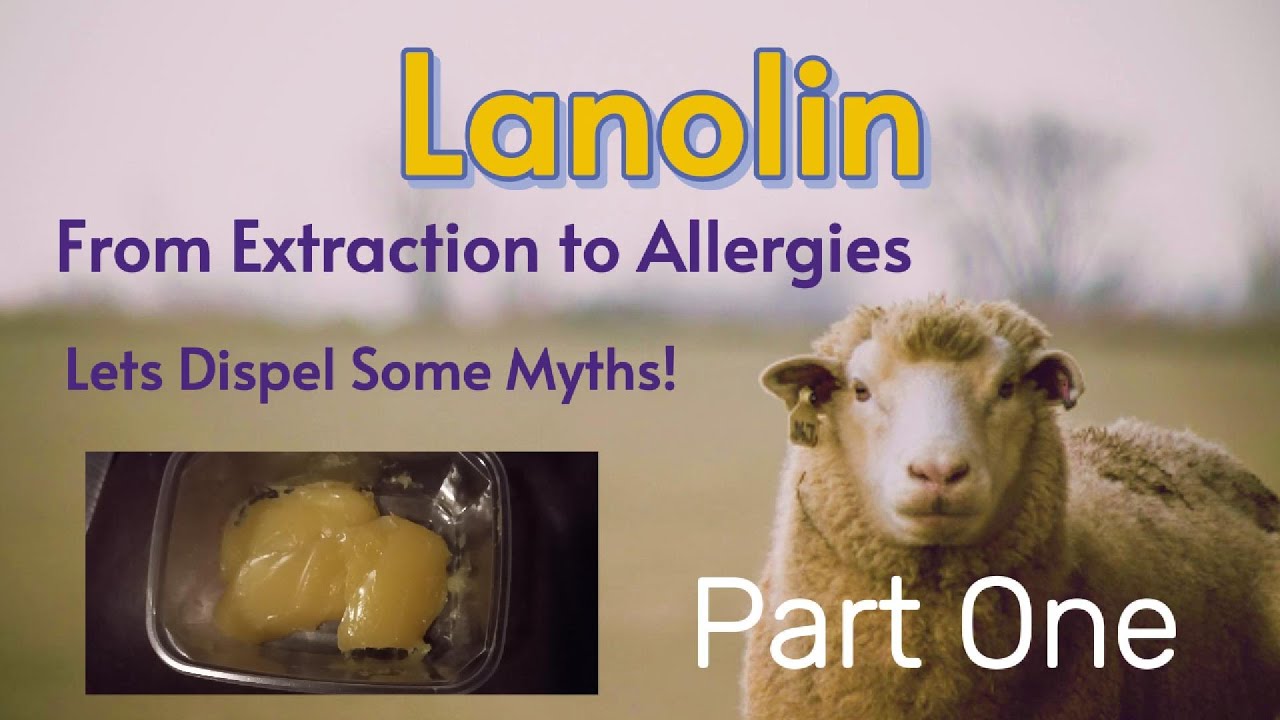 Lanolin - How to extract nature's own moisturiser from Raw Sheep's ...