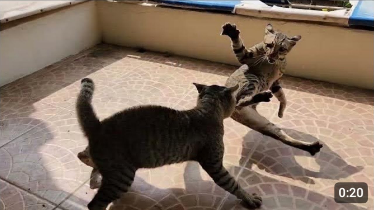 বিড়ালের লড়াই Cat fighting #cat #fighting🐈🐈 - YouTube