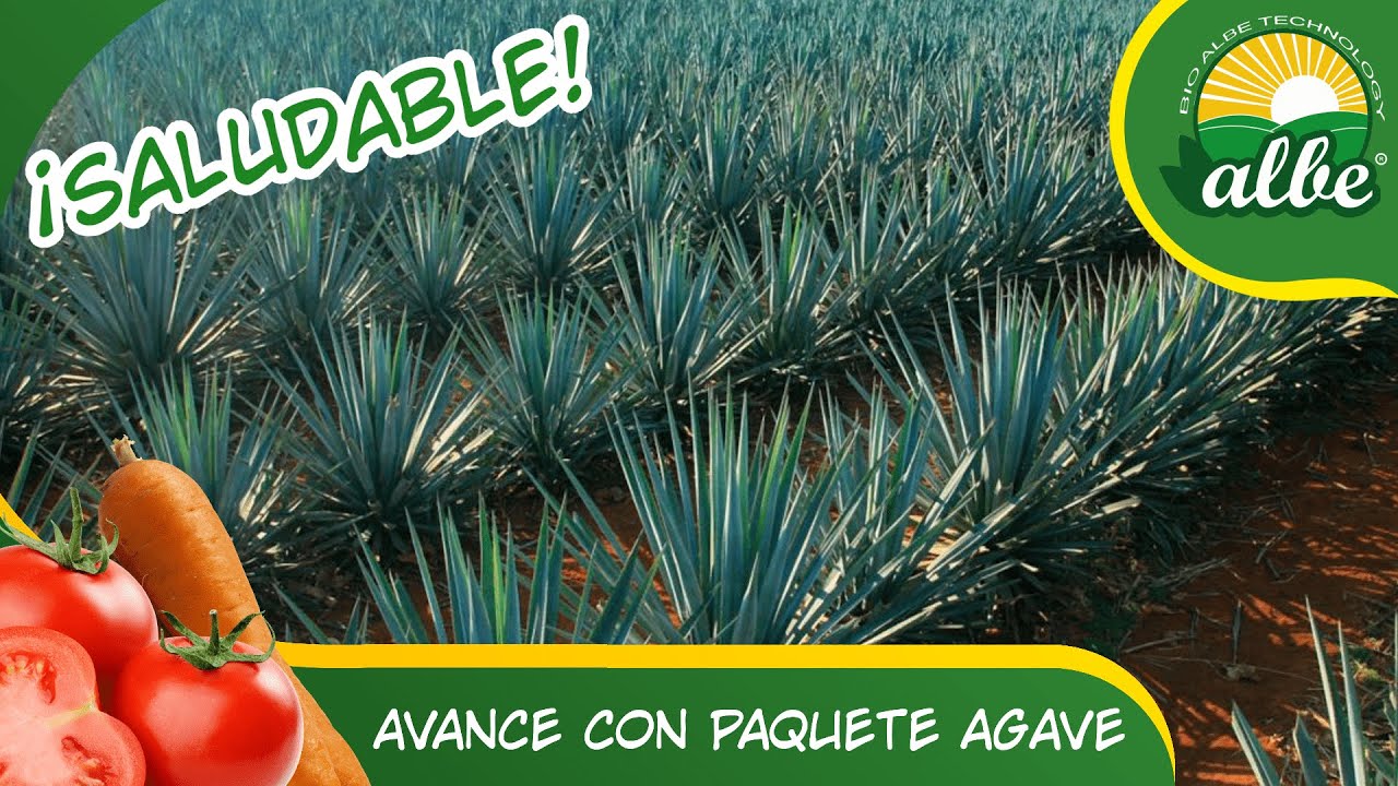 OBTENIENDO GRANDES BENEFICIOS CONTROL DE PLAGAS Y NUTRICIÓN EN AGAVE ...