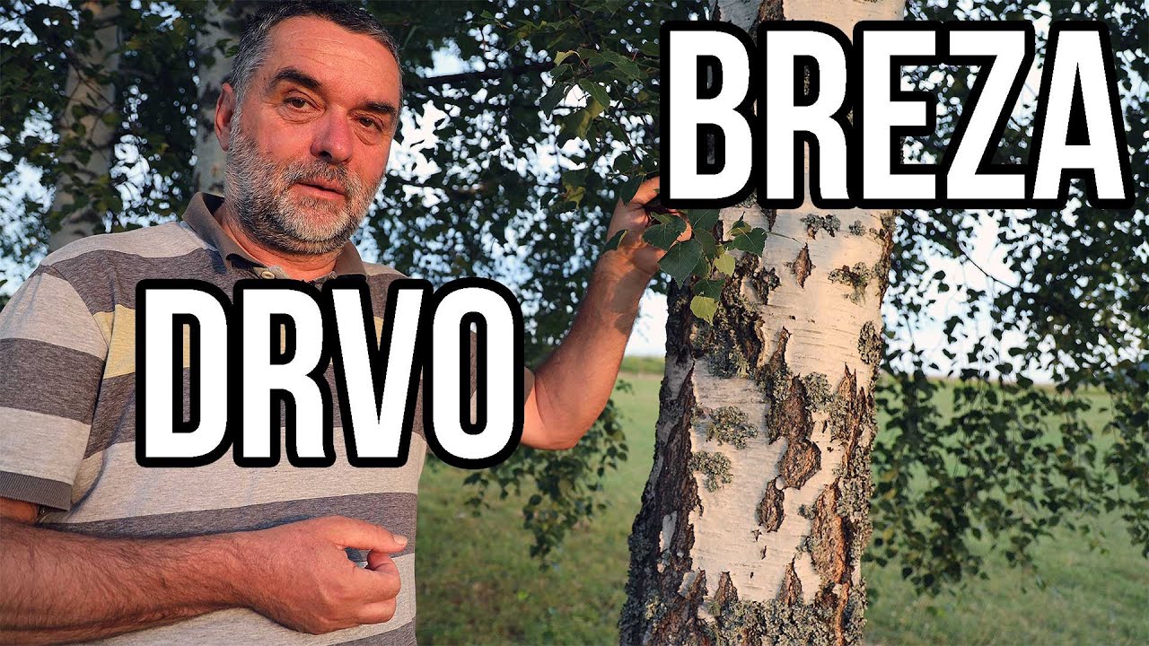 Breza drvo - YouTube