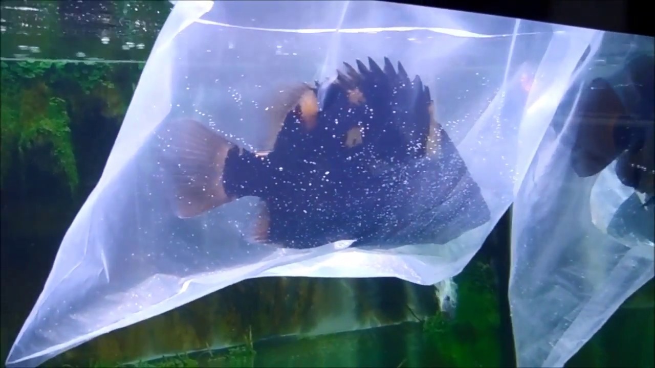 Releasing My Indonesian Tiger Datnoids Fish - YouTube