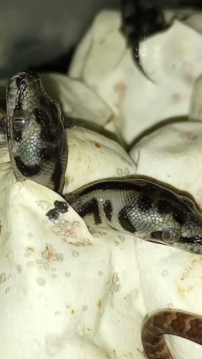 twin carpet pythons #reptile #animal #snake #carpetpython #hatchling ...