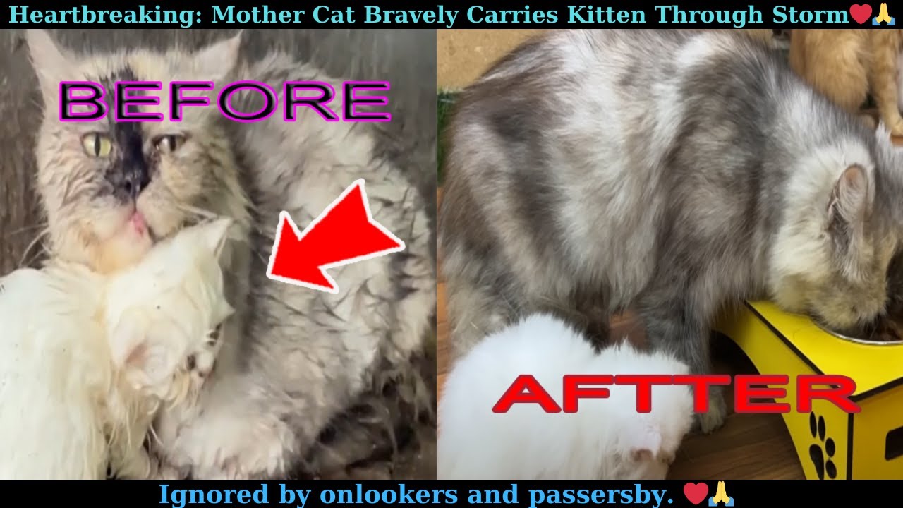 Desperate Mother Cat Carries Kitten Through Heavy Rain, Receives No ...