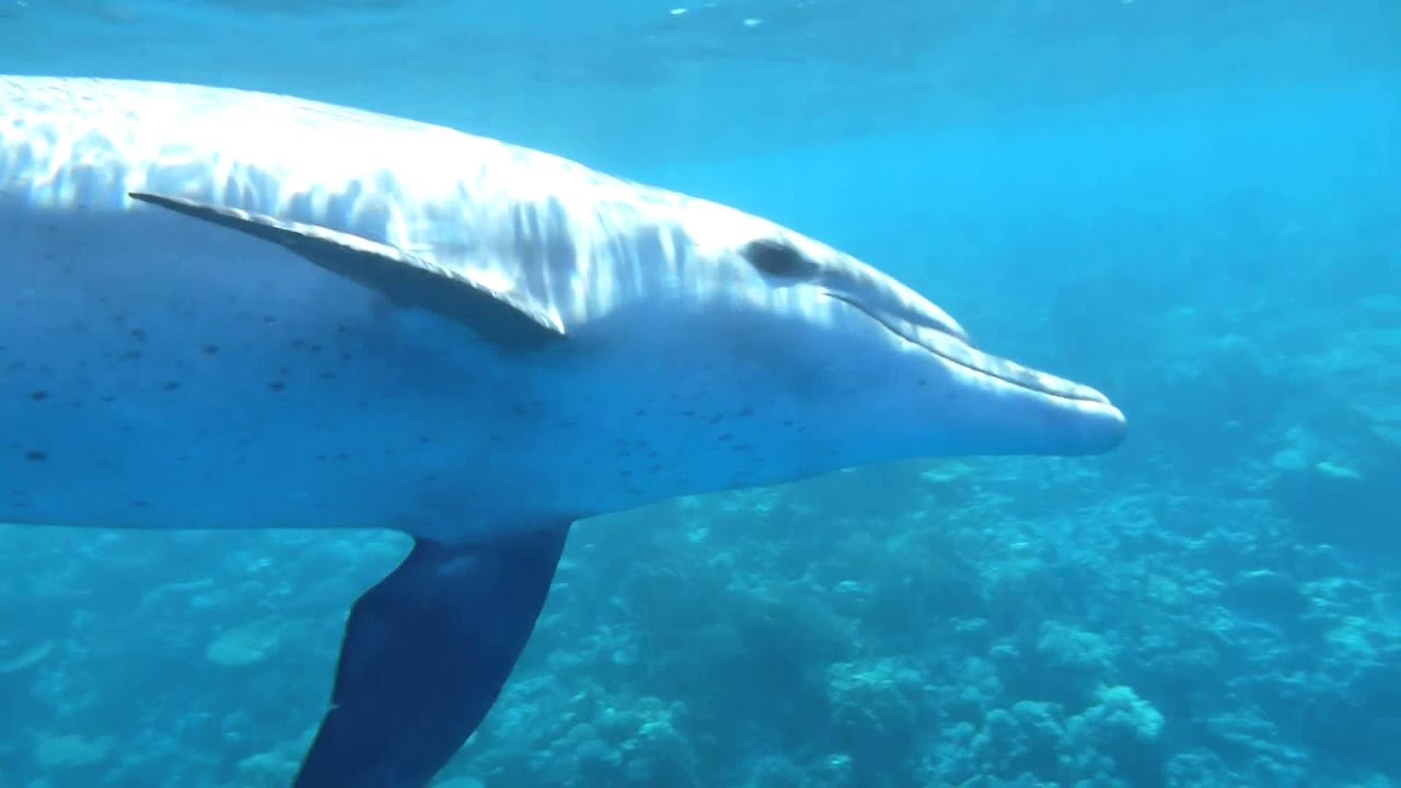 Delfine und schnorcheln neben einer Insel in Ägypten - YouTube