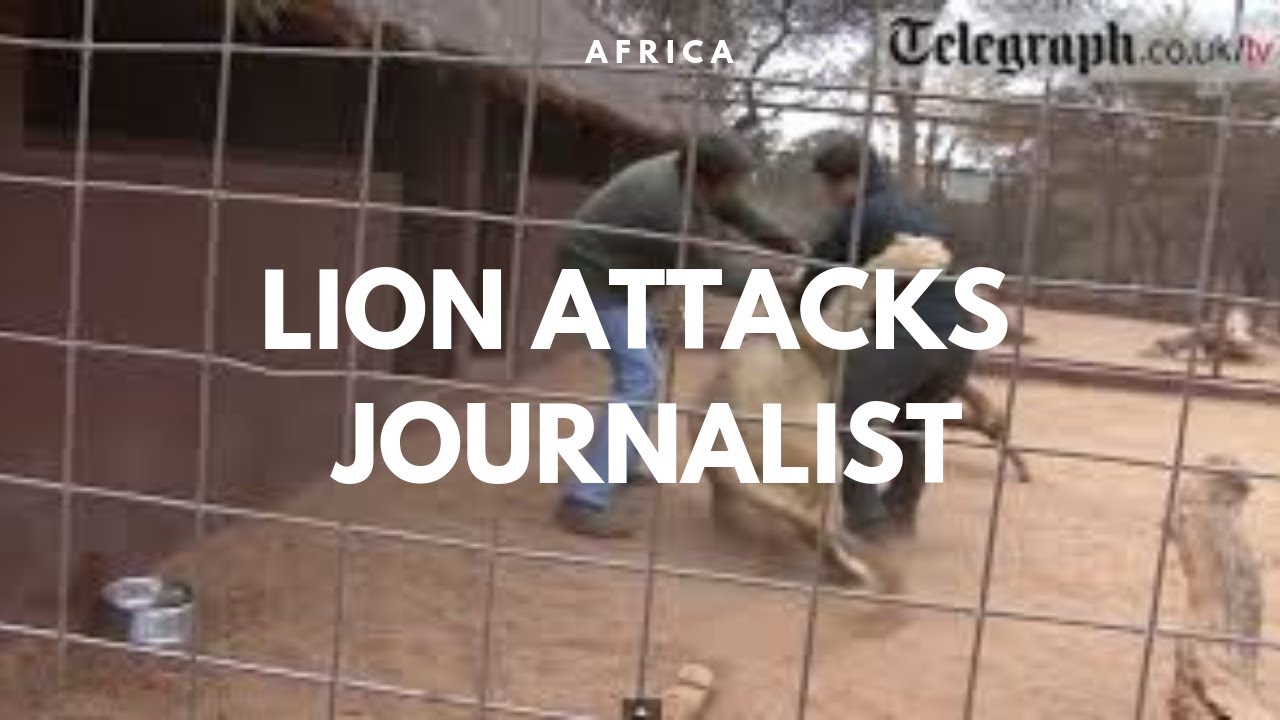 Telegraph journalist gets attacked on a lion farm in South Africa ...
