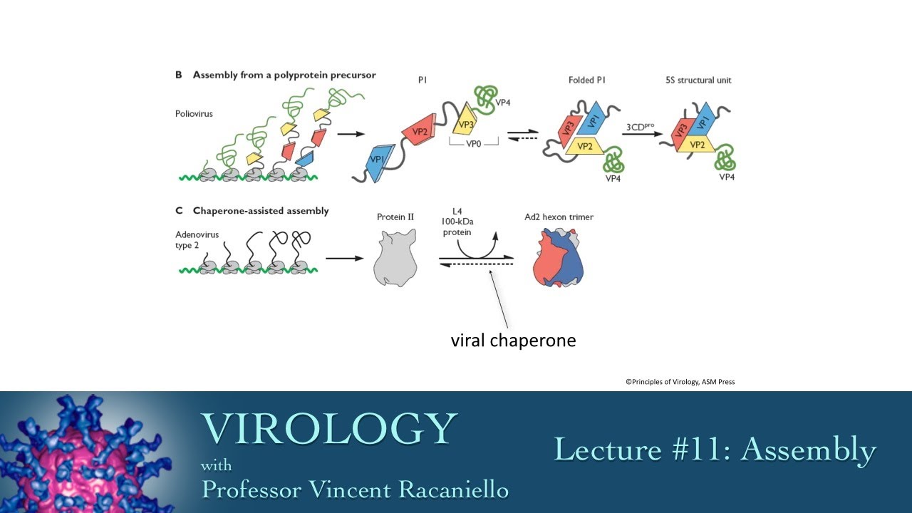 Virology 2014 lecture #11 - Assembly - YouTube