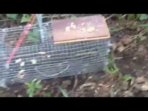 Homemade- Bird Trap - YouTube