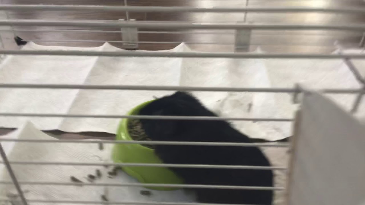 Meet the guinea pig baby shadow - YouTube