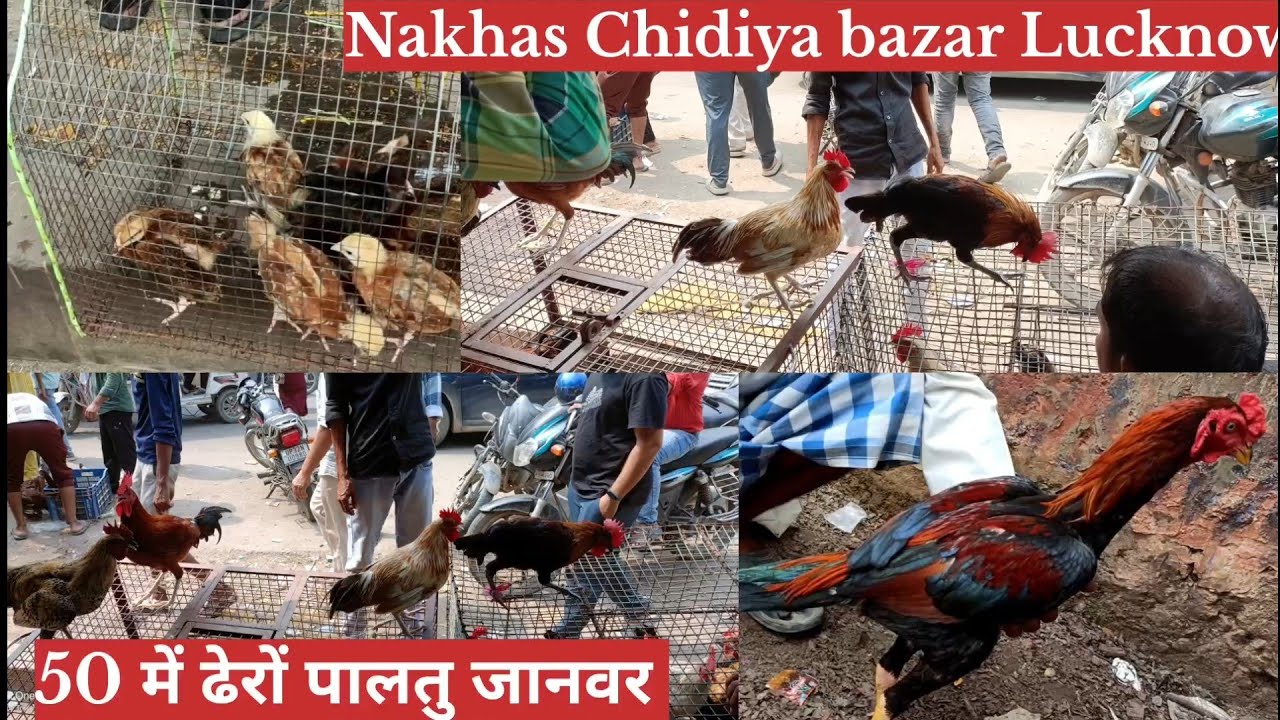Nakhas Chidiya Bazaar exotic Birds market in Lucknow pet's animal ...