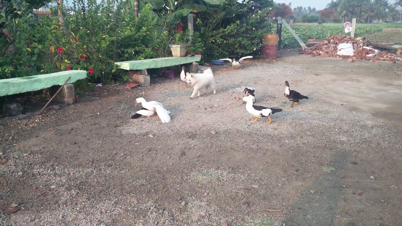 Muscovy Ducks VS Dog - Pets Discovery TV - YouTube