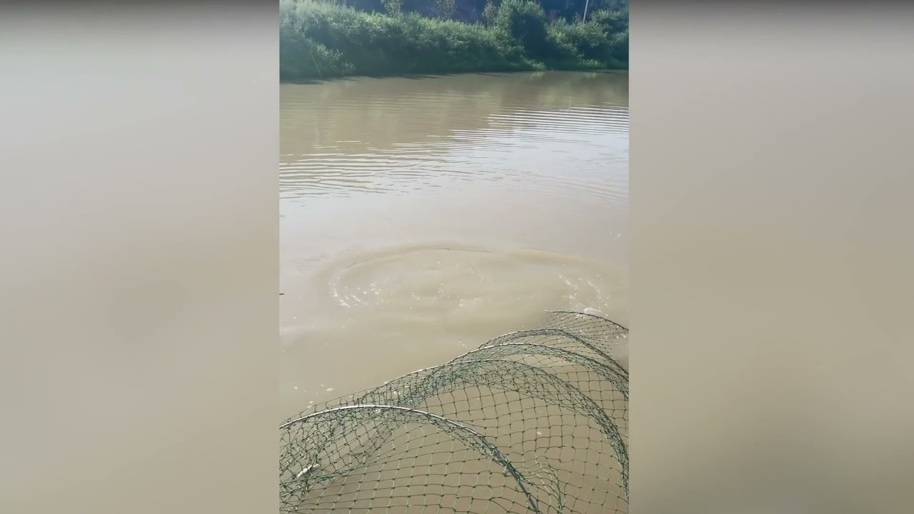 Top viral fish fishing Amazing fish video ,fishing video TIK TOK - YouTube