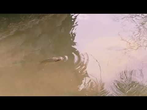 wait for end#viral #shorts#shortsfeed