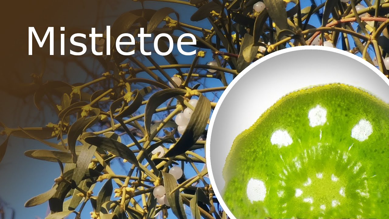 Mistletoe Under a Microscope: Cross Section of Leaf and Branch - YouTube